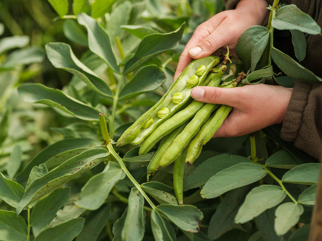 MARKET GARDEN – Heckfield Home Farm